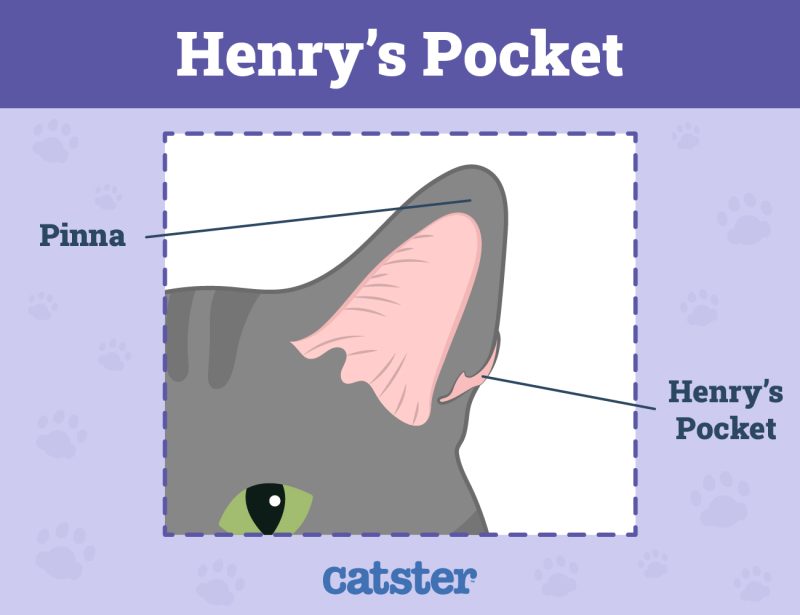 10 Surprising Facts About Cat Ears: Vet-Approved Guide - Catster