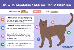 Should You Walk Your Cat? Vet-Reviewed Pros, Cons & FAQ - Catster
