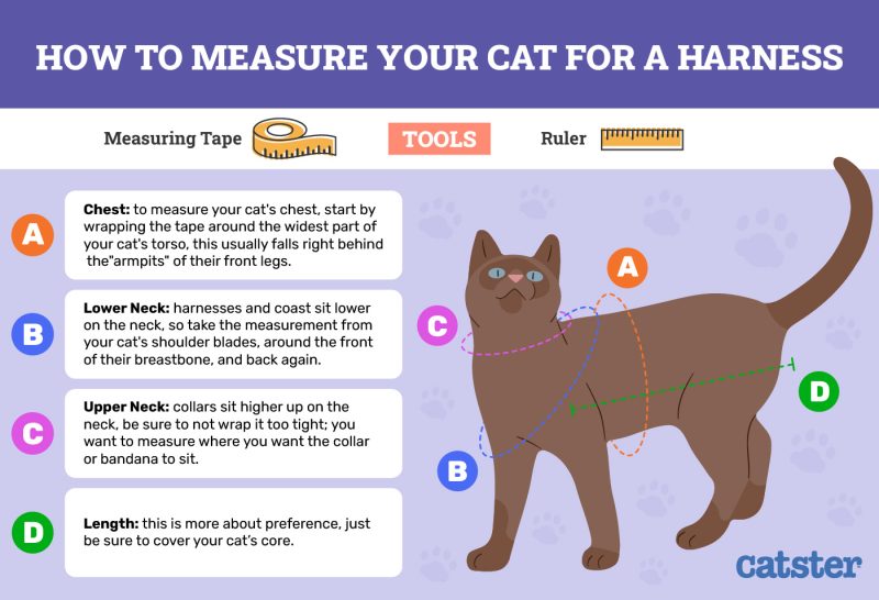 4 Types of Cat Harnesses (With Info & Pictures) - Catster