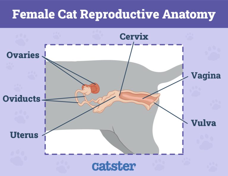 Cat Reproduction & Mating: Vet-Approved Facts & Explanation - Catster