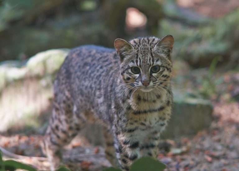 21 Hybrid Cat Breeds (With Info & Pictures) - Catster