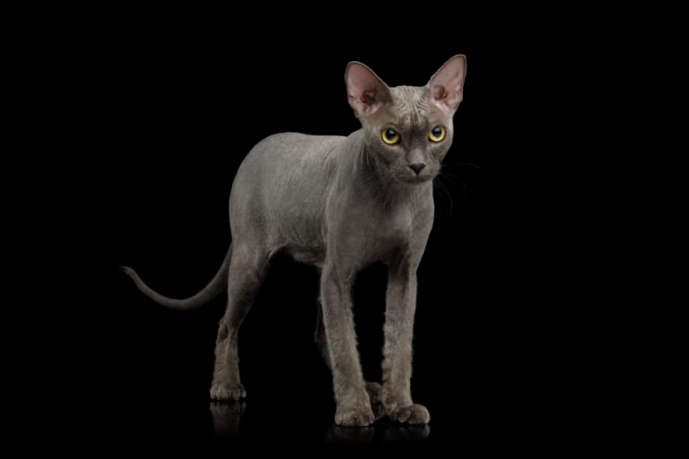 Grey Sphynx Cat: Info, Pictures, Care & Traits - Catster