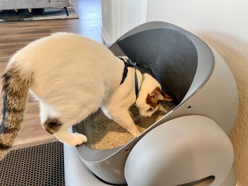 Neakasa M1 Open Top Self-Cleaning Litter Box Review 2026: A Detailed ...