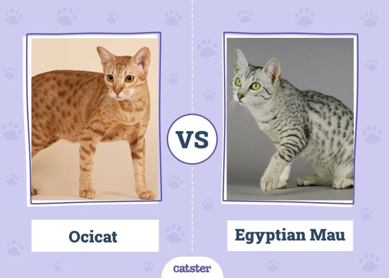 Ocicat vs Egyptian Mau: Main Differences (With Pictures) - Catster