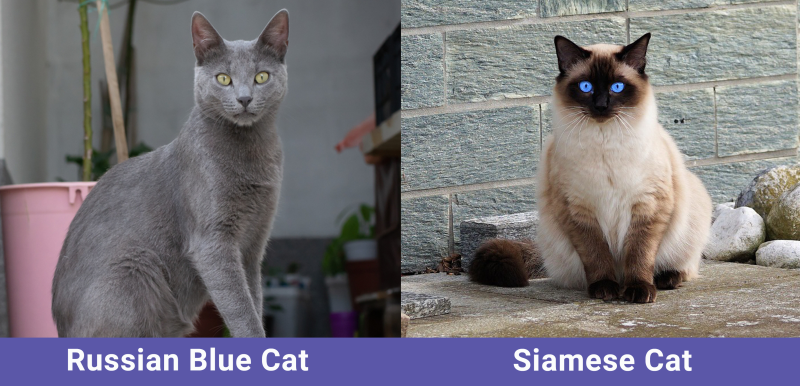 Russian Blue Siamese Mix: Pictures, Care, Traits & Info