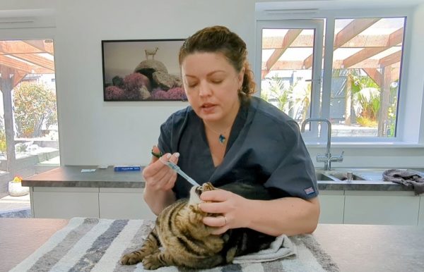 Pyrantel Pamoate for Cats: Our Vet Explains Dosage, Uses & Side Effects ...