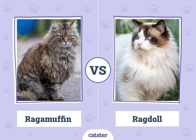 Ragamuffin vs. Ragdoll: Key Differences (With Pictures) - Catster