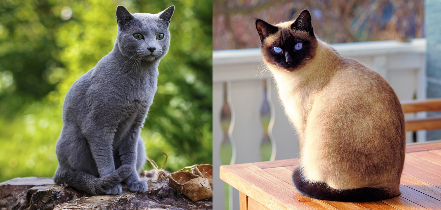 Russian Blue Siamese Mix: Info, Pictures, Care & Traits - Catster