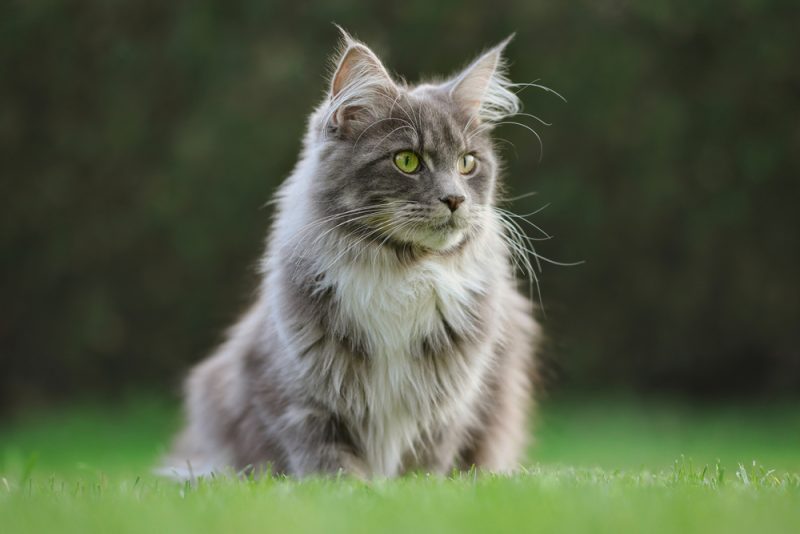 Blue Maine Coon Cat: Info, Pictures, Facts & History - Catster