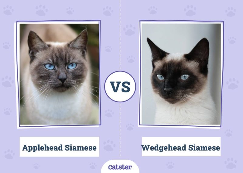 Applehead vs. Wedgehead Siamese: Key Differences (With Info & Pictures ...