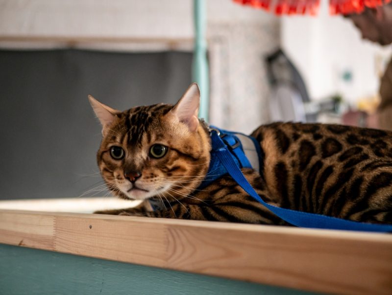 How to Harness Train a Cat: 10 Vet-Verified Tips & Tricks - Catster