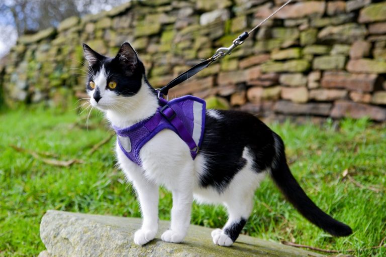 How to Harness Train a Cat: 10 Vet-Verified Tips & Tricks - Catster