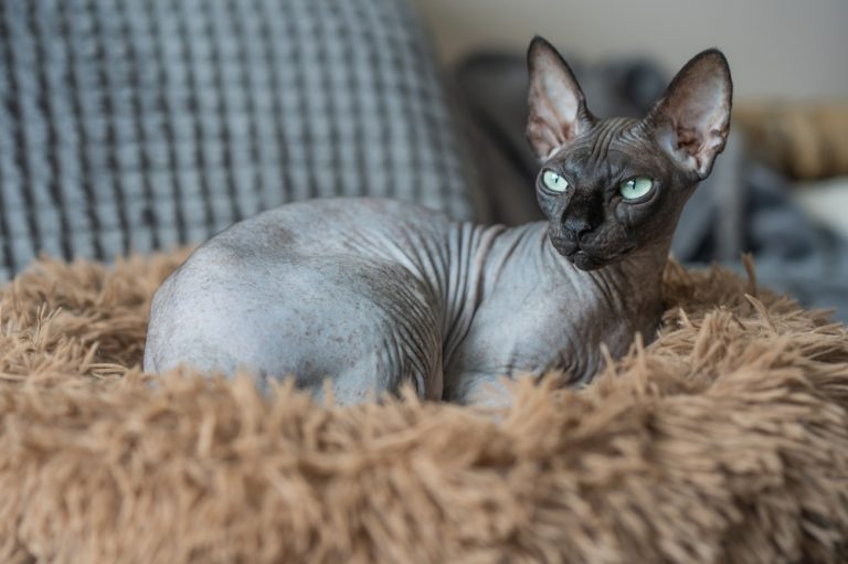 Blue Sphynx Cat: Pictures, History, Facts & More