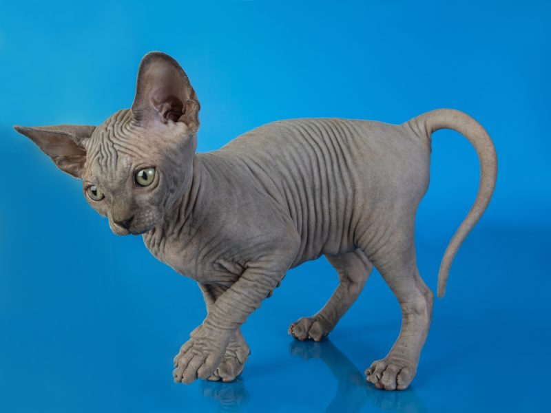 Blue Sphynx Cat: Info, Pictures, History & Facts - Catster