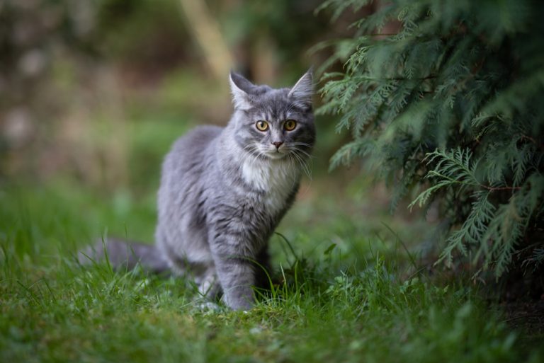 How to Keep Cats From Pooping in My Yard: 6 Vet-Verified Safe Methods ...
