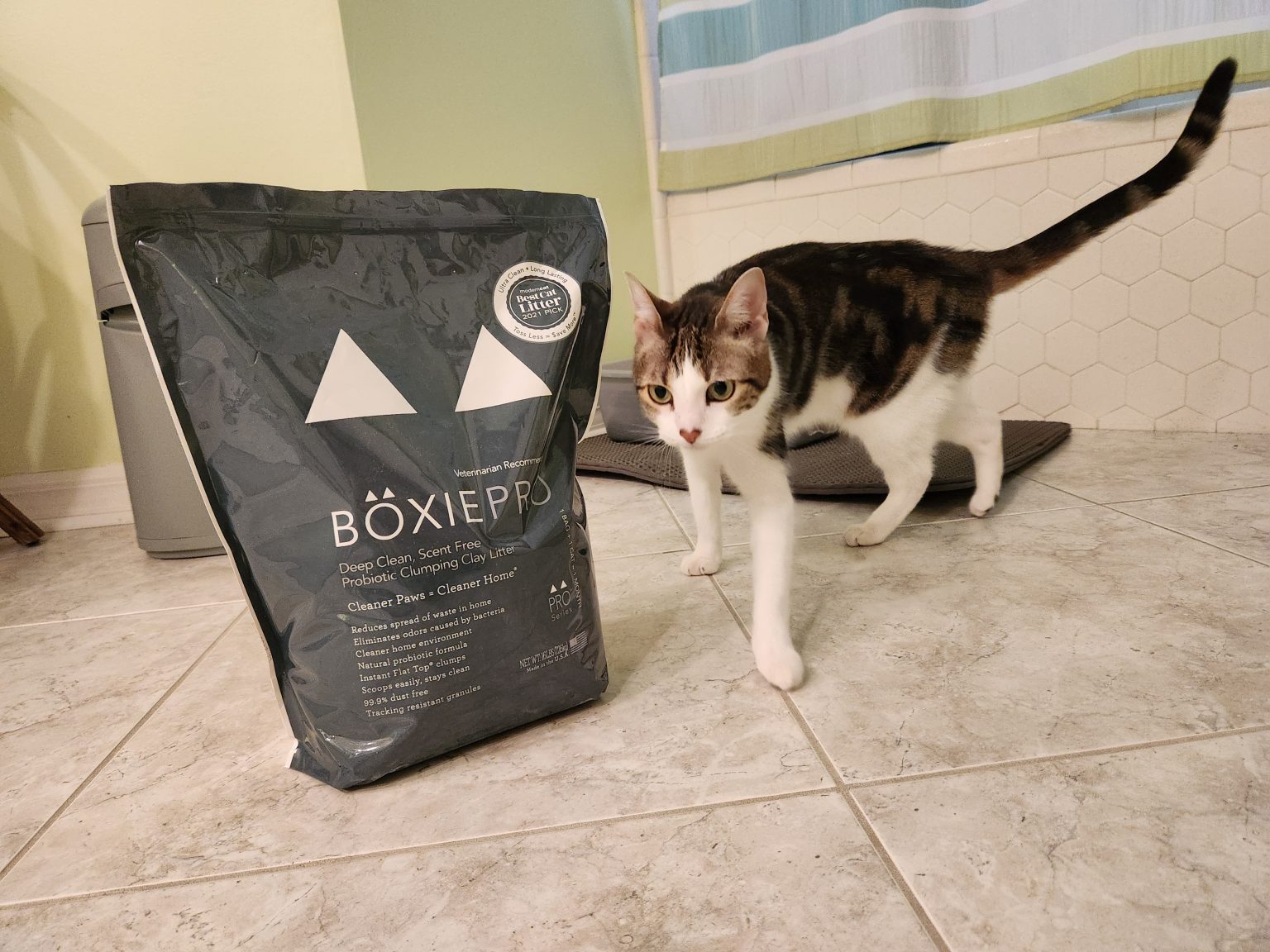 Boxie® Litter Review 2025: A Detailed Look - Catster