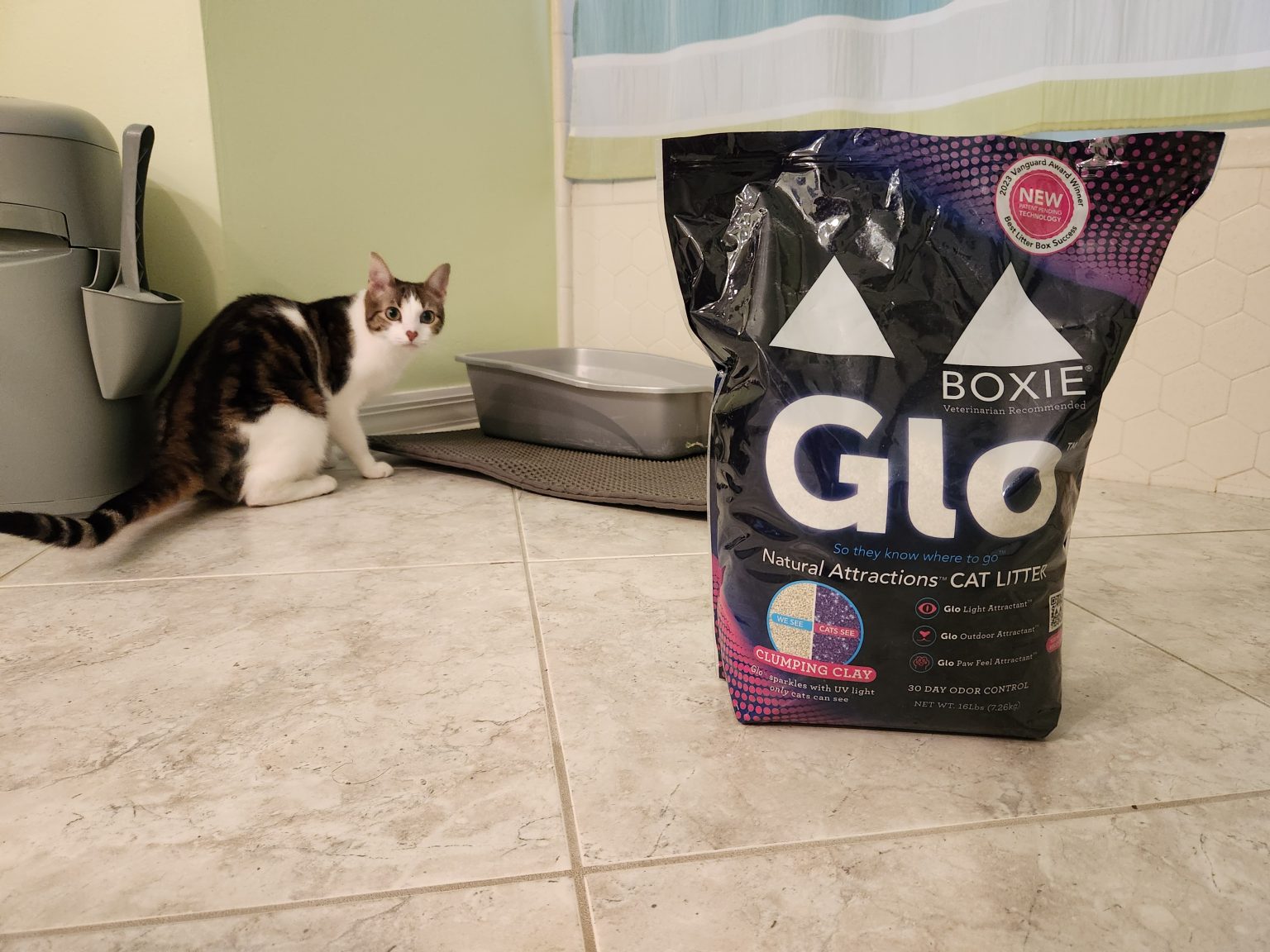Boxie® Litter Review 2025: A Detailed Look - Catster