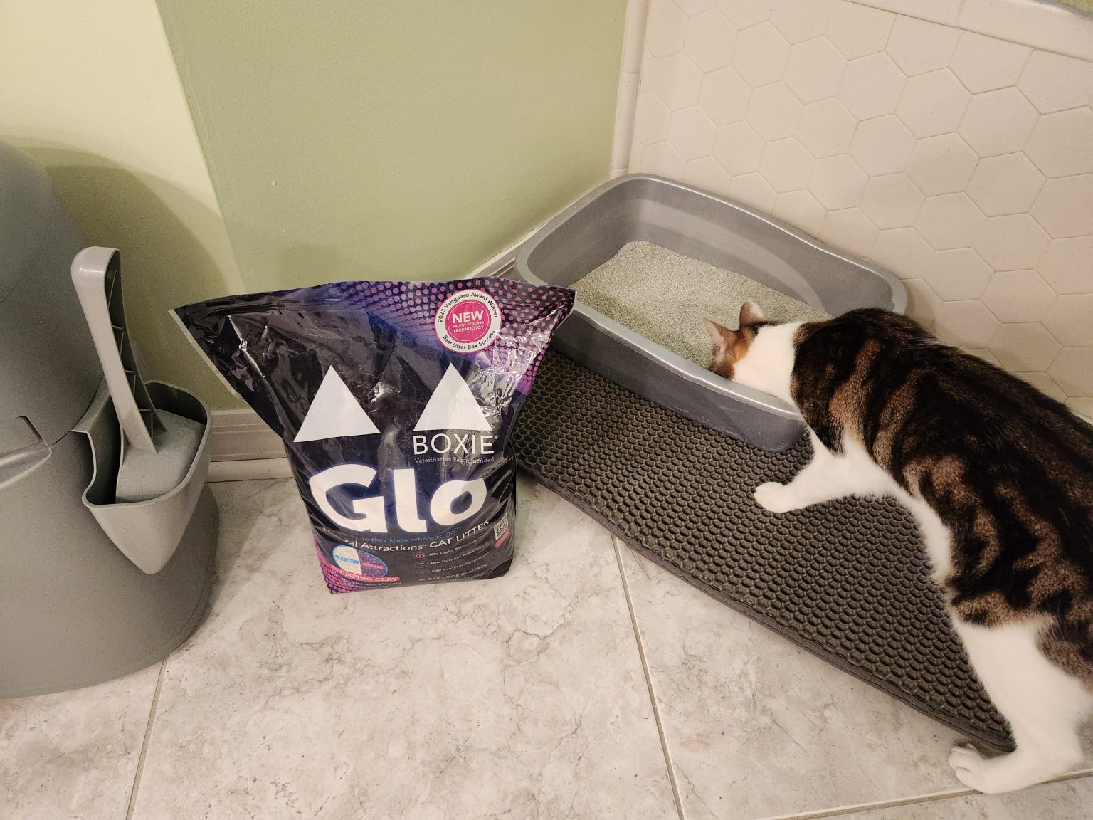 Boxie® Litter Review 2024: A Detailed Look - Catster