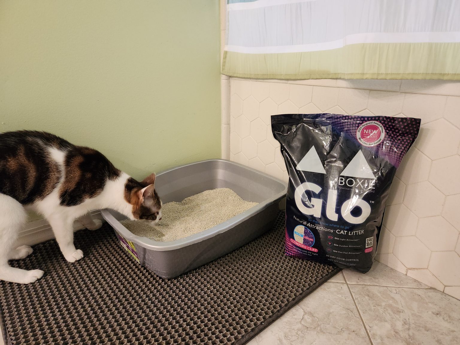 Boxie® Litter Review 2026: A Detailed Look - Catster