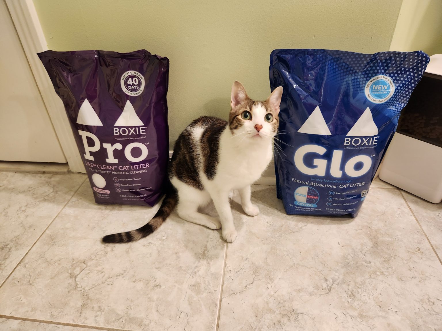 Boxie® Litter Review 2025: A Detailed Look - Catster