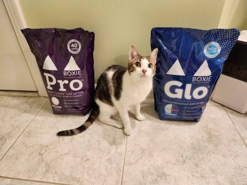 Boxie® Litter Review 2025: A Detailed Look - Catster