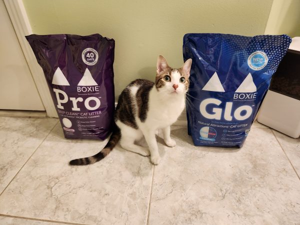Boxie® Litter Review 2026: A Detailed Look - Catster