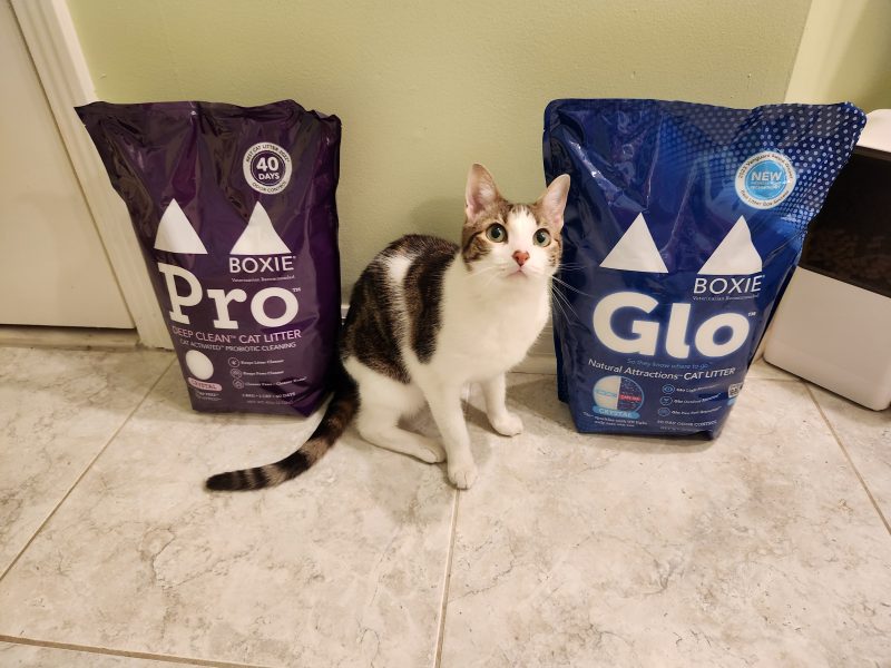 Boxie® Litter Review 2025: A Detailed Look - Catster