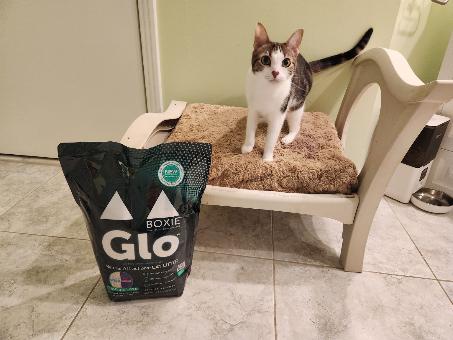 Boxie® Litter Review 2026: A Detailed Look - Catster