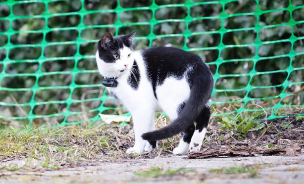How Far Do Cats Roam? Vet-Verified Facts & Safety Tips - Catster