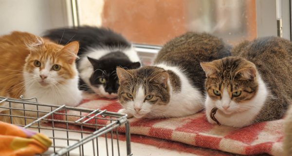 16 Cat Ownership Statistics (2026 Update) - Catster