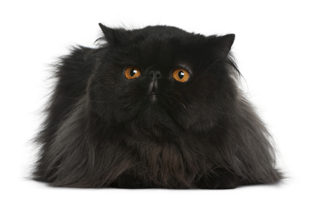 Black Persian Cat: Facts, Origin & History (with Pictures) – Cats ...
