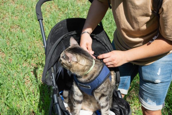 How to Harness Train a Cat: 10 Vet-Verified Tips & Tricks - Catster