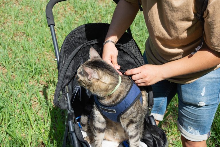 How Do I Get My Cat Used to a Harness? 10 Vet-Approved Tips - Catster