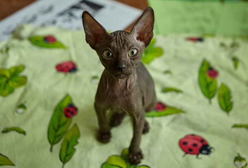 Grey Sphynx Cat: Info, Pictures, Care & Traits - Catster