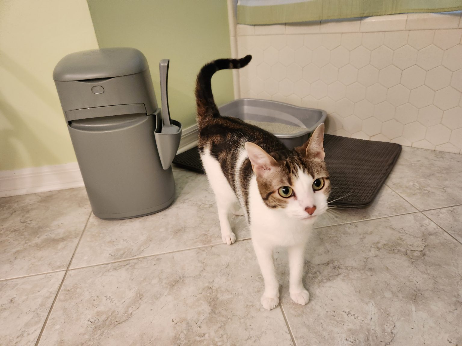 Litter Genie Easy Roll Pail Review 2025: A Detailed Look - Catster