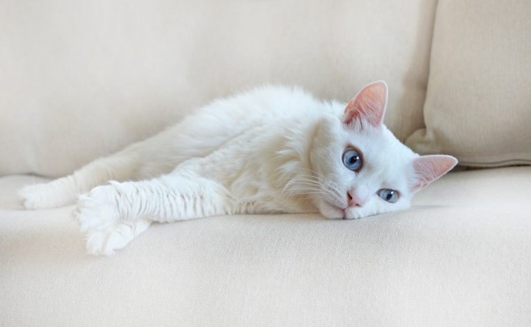 The Difference Between an Albino Cat & a White Cat - Catster