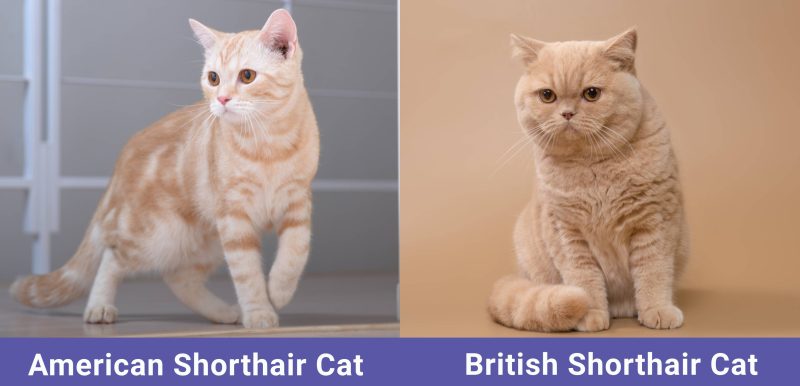 American Shorthair vs British Shorthair Cat: What’s the Difference ...