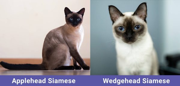 Applehead vs. Wedgehead Siamese: Key Differences (With Info & Pictures ...