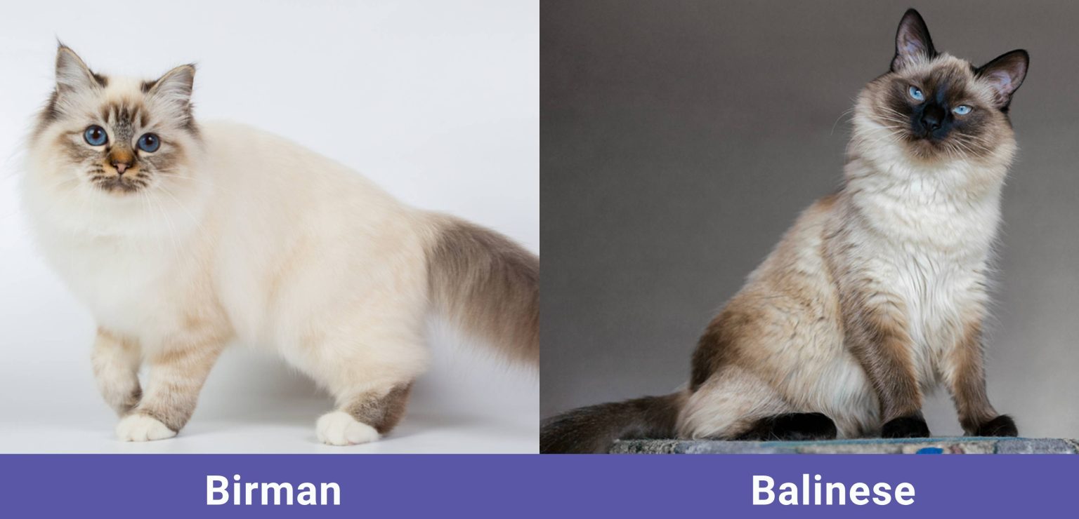 Birman Cat vs. Balinese Cat: Main Differences (With Pictures) - Catster