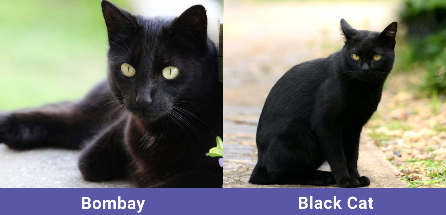 Bombay Cat vs Black Cat: The Differences (With Pictures) - Catster
