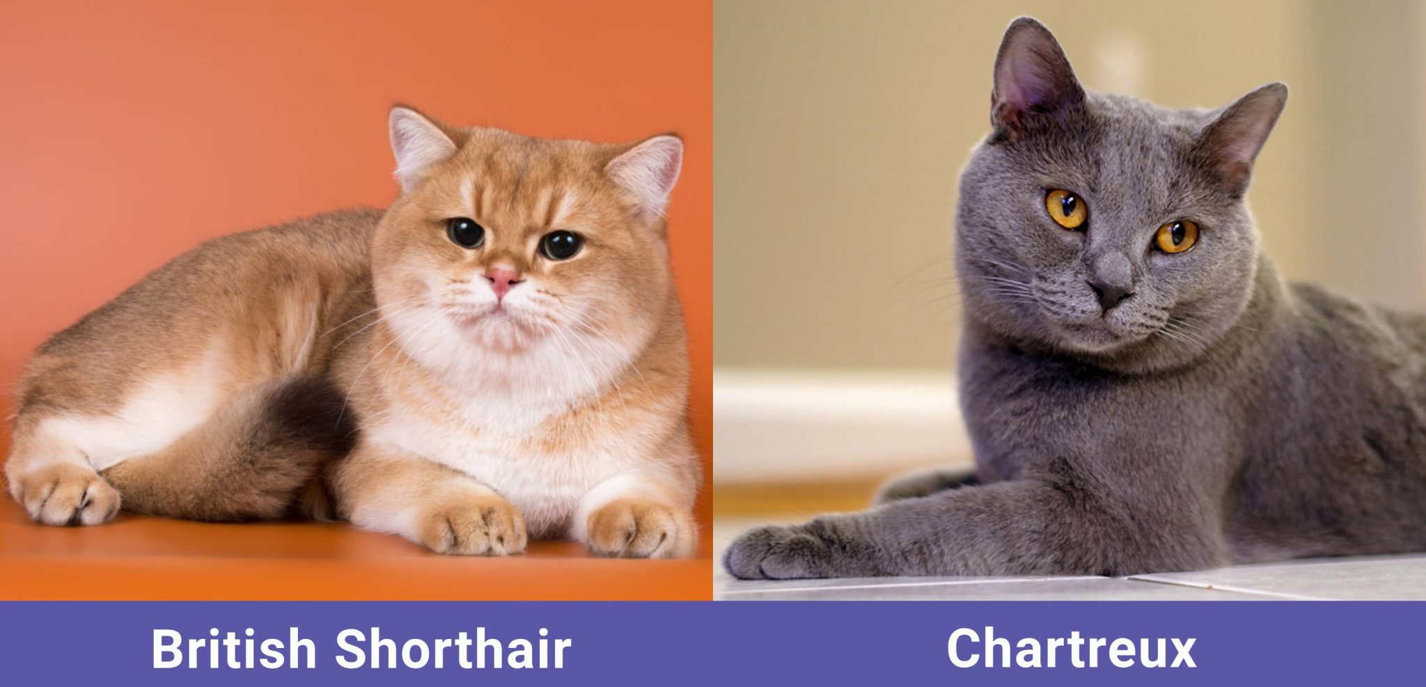 Chartreux vs. British Shorthair: The Differences (With Pictures) - Catster