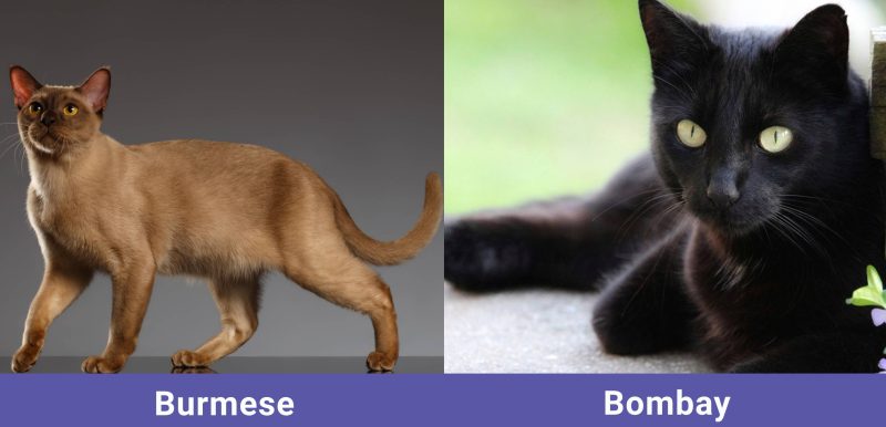 Burmese vs. Bombay Cat: The Differences (With Pictures) - Catster