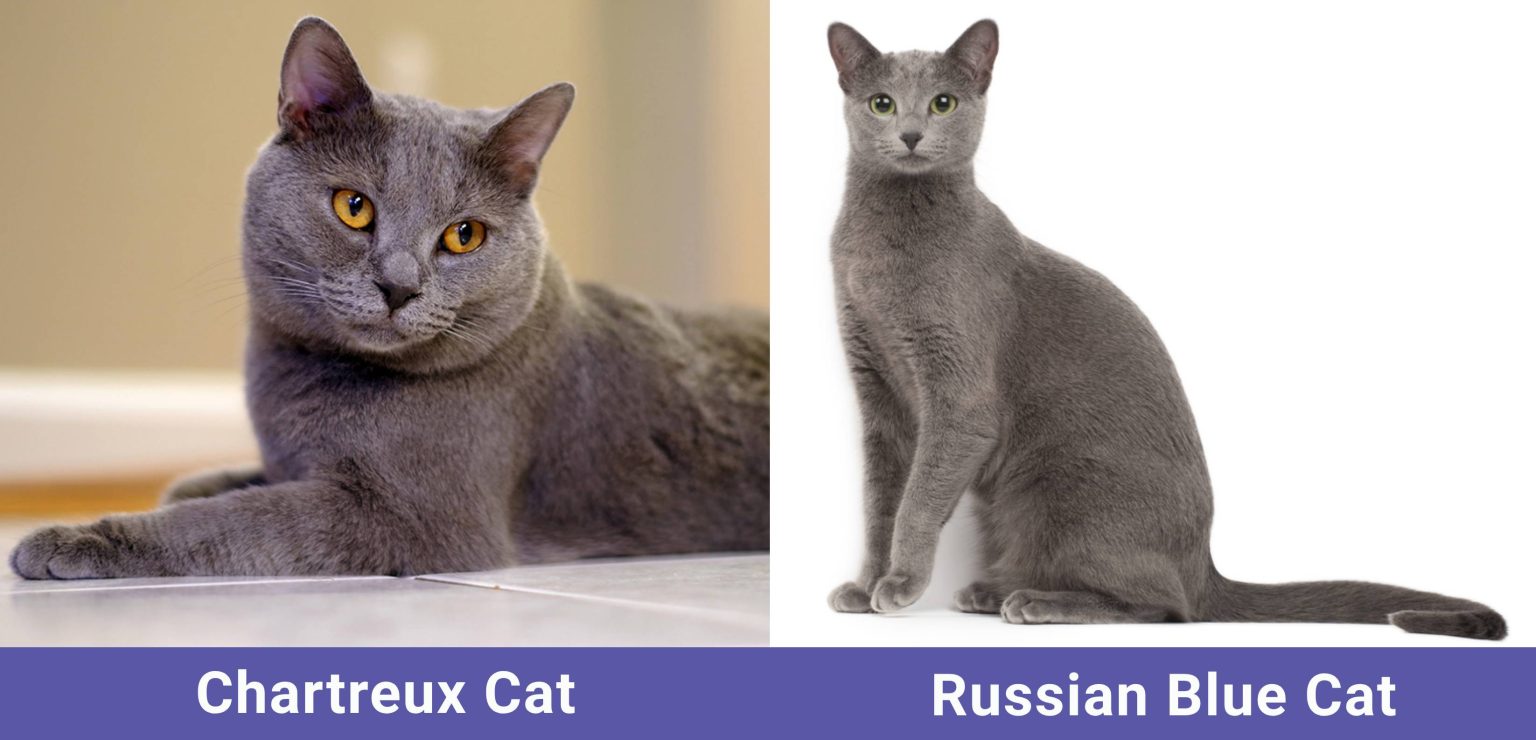 Chartreux Cat vs Russian Blue Cat: What Is the Difference? (With Info ...