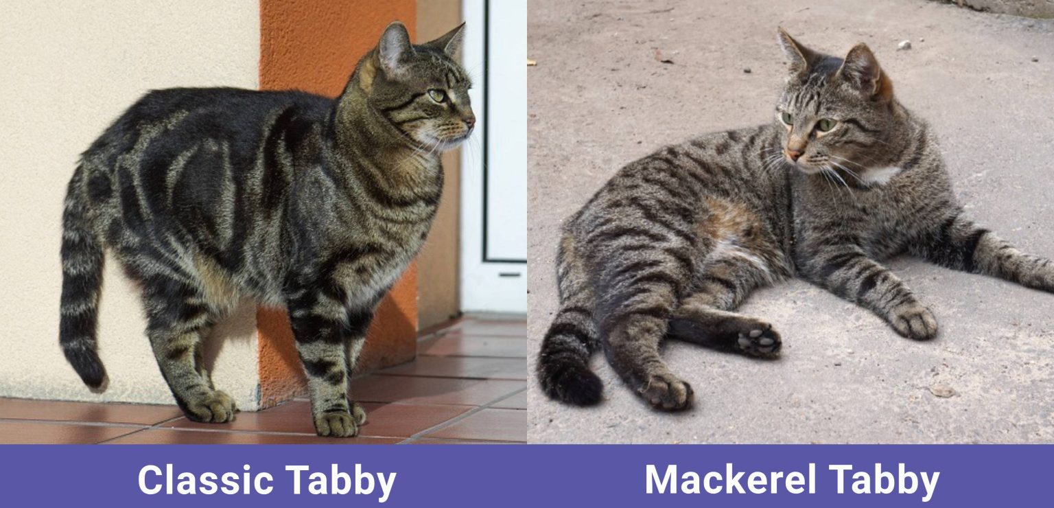 Classic vs Mackerel Tabby: Key Differences (With Pictures) - Catster