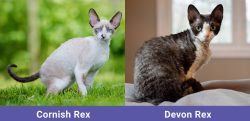 Cornish Rex vs. Devon Rex: Main Differences (With Pictures) - Catster