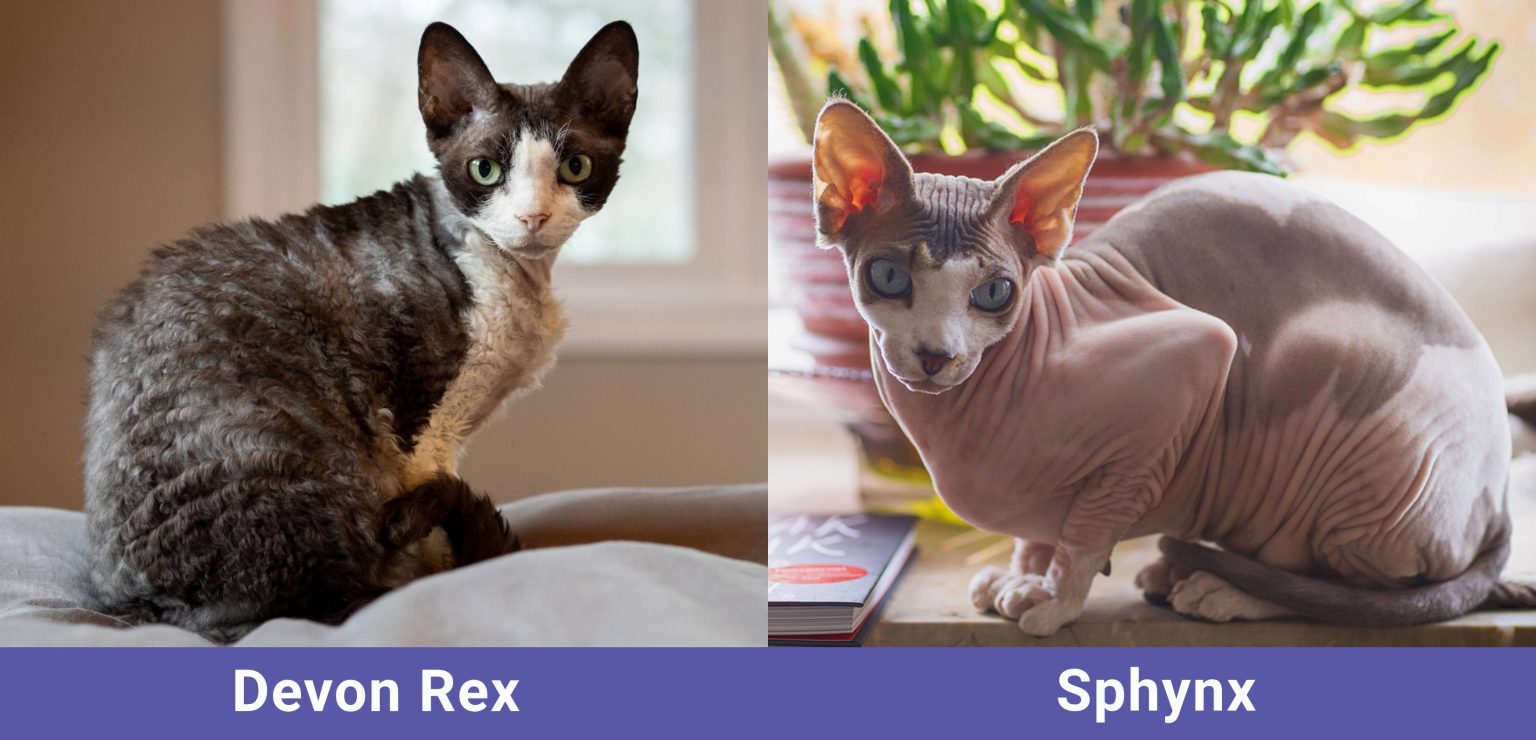 Devon Rex vs Sphynx Cat: What’s the Difference? (With Pictures) - Catster