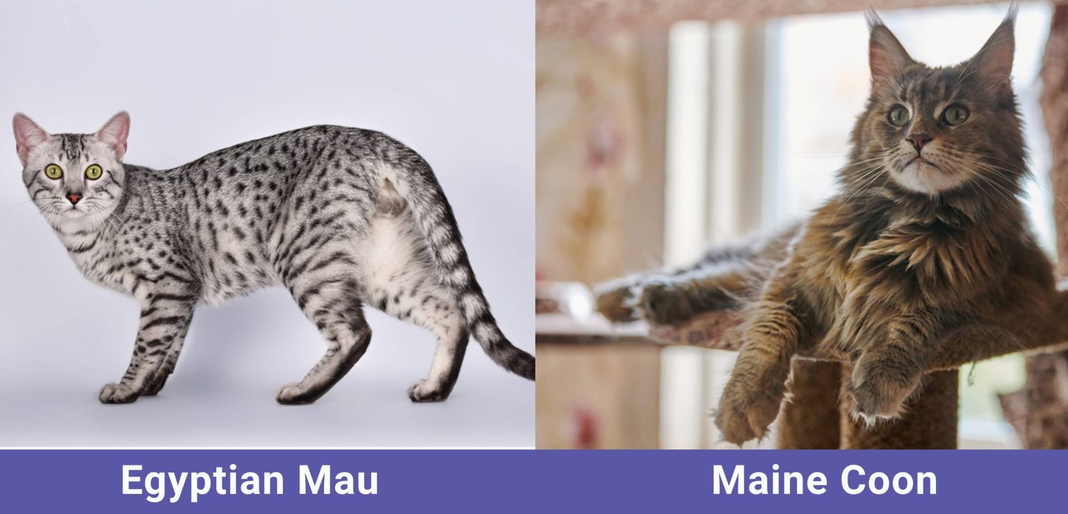 Egyptian Mau Cat vs Maine Coon Cat: Vet-Verified Key Differences (With ...