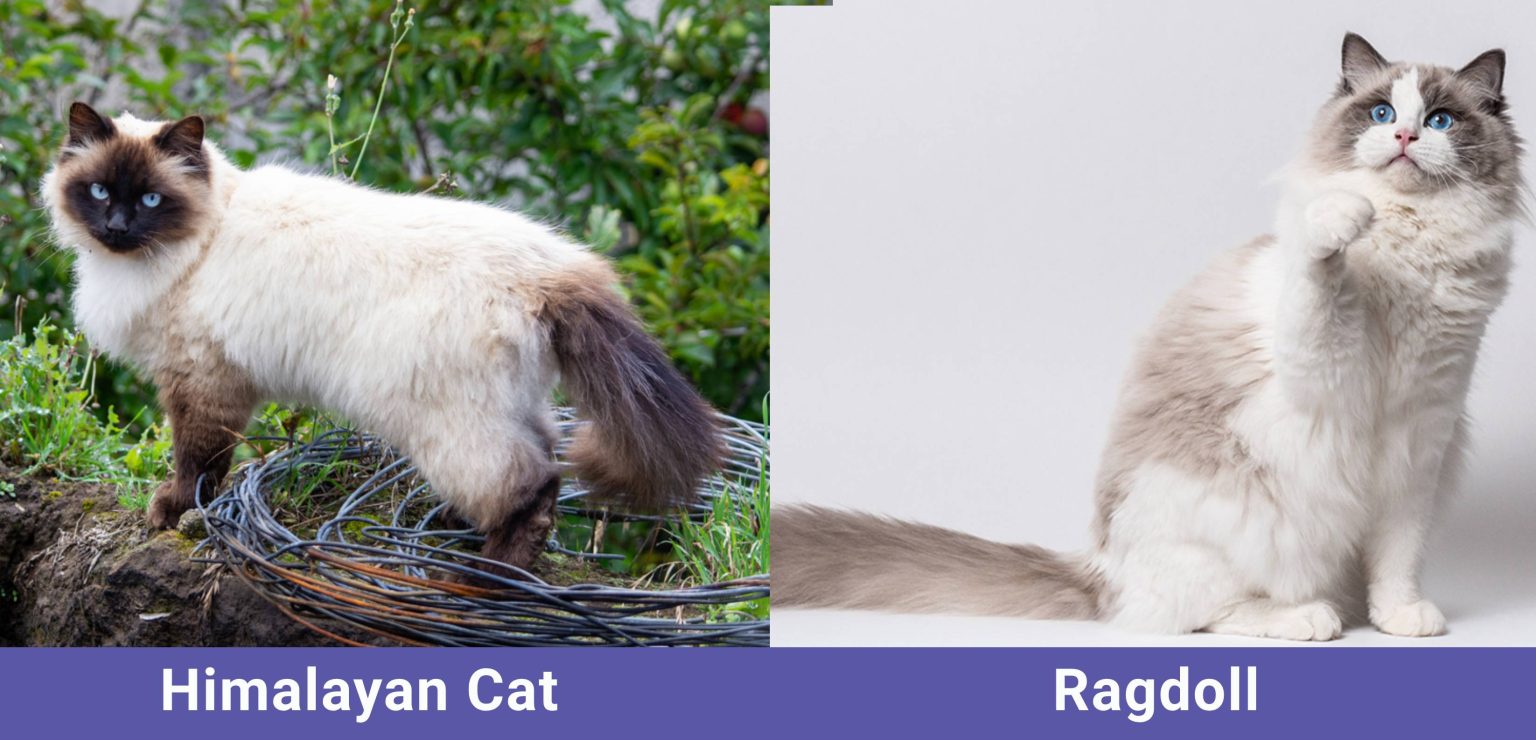 Himalayan Cat vs Ragdoll Cat: What’s The Difference? (With Pictures ...