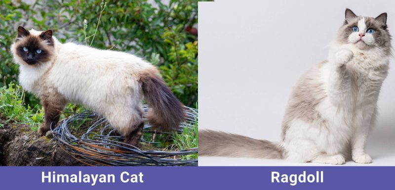 Himalayan Cat vs Ragdoll Cat: What’s The Difference? (With Pictures ...