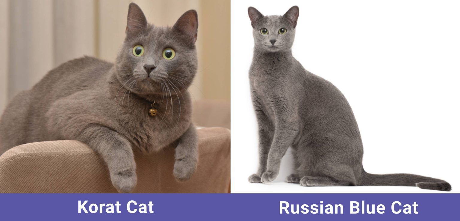 Korat Cat vs Russian Blue: Main Differences (With Pictures) - Catster